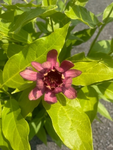 Calycanthus x ‘Aphrodite’; Aphrodite Sweetshrub – Feeney's Wholesale ...