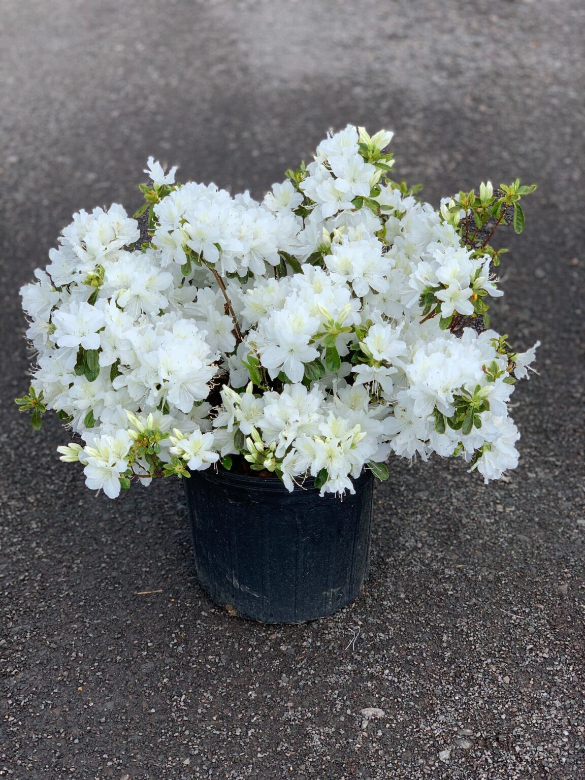Azalea ‘Delaware Valley White’; Delaware Valley White Azalea – Feeney's ...