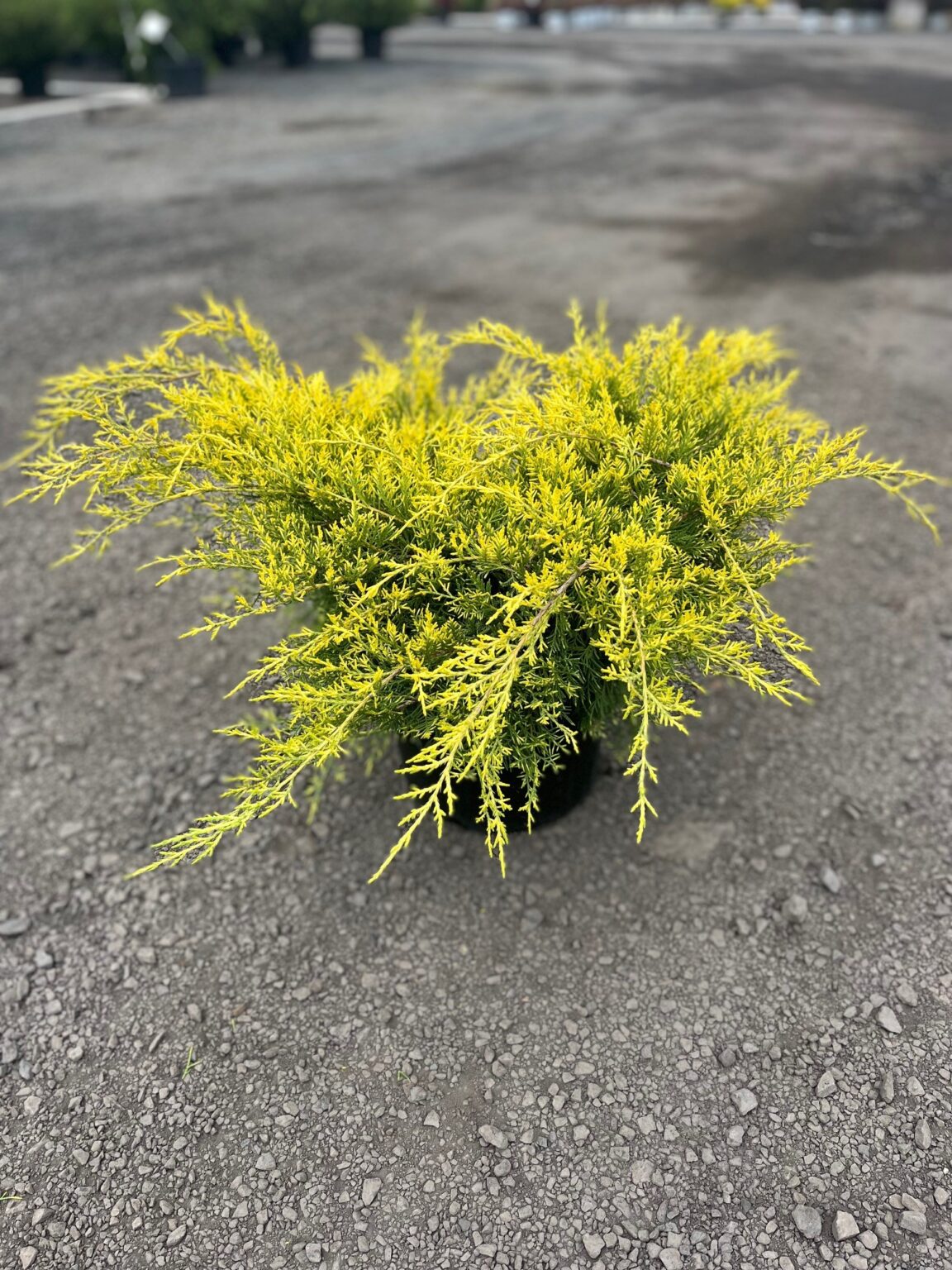 Juniperus c. ‘Gold Lace’; Gold Lace Juniper – Feeney's Wholesale Nursery