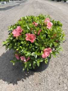 Azalea ‘Gumpo Pink’; Gumpo Pink Azalea – Feeney's Wholesale Nursery