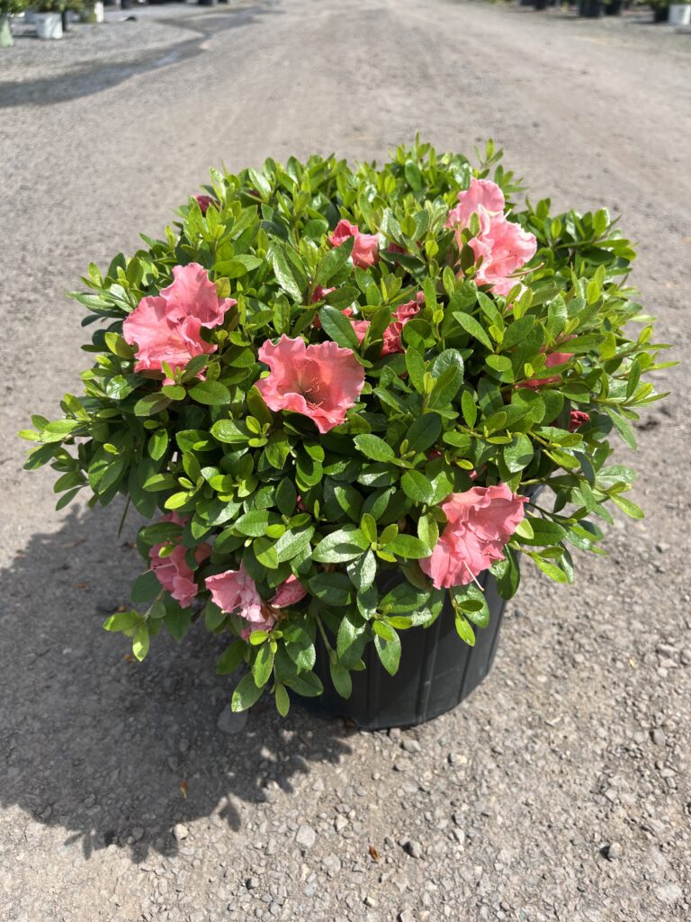 Azalea ‘Gumpo Pink’; Gumpo Pink Azalea – Feeney's Wholesale Nursery