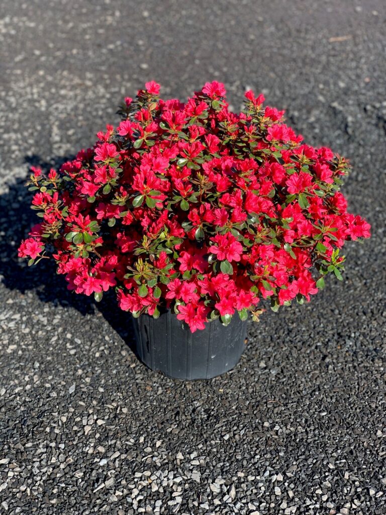 Azalea ‘Hino Crimson’; Hino Crimson Azalea – Feeney's Wholesale Nursery