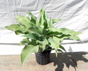 Hosta ‘Krossa Regal’; Krossa Regal Plantain Lily – Feeney's Wholesale ...