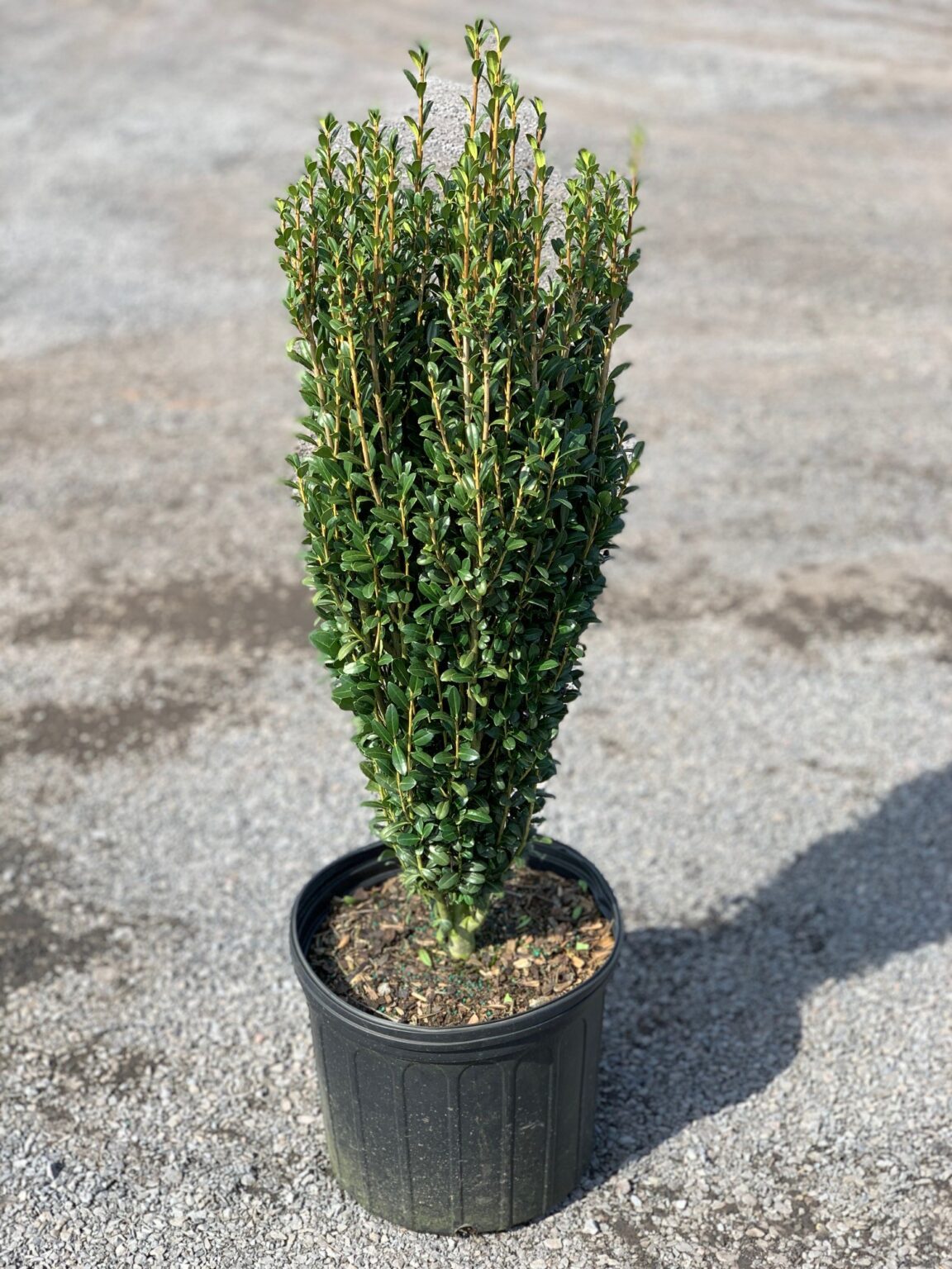 Ilex c. ‘Sky Pencil’; Sky Pencil Holly – Feeney's Wholesale Nursery