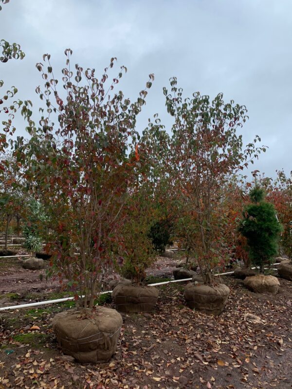 Cornus kousa; Kousa Dogwood – Feeney's Wholesale Nursery