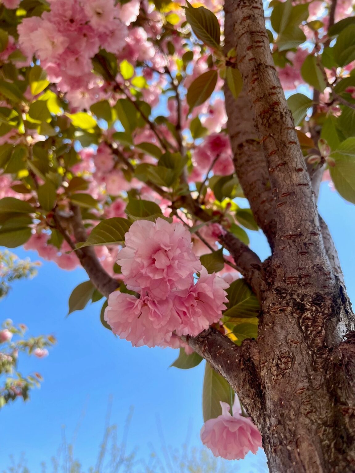 Prunus s. ‘Kwanzan’; Kwanzan Cherry – Feeney's Wholesale Nursery