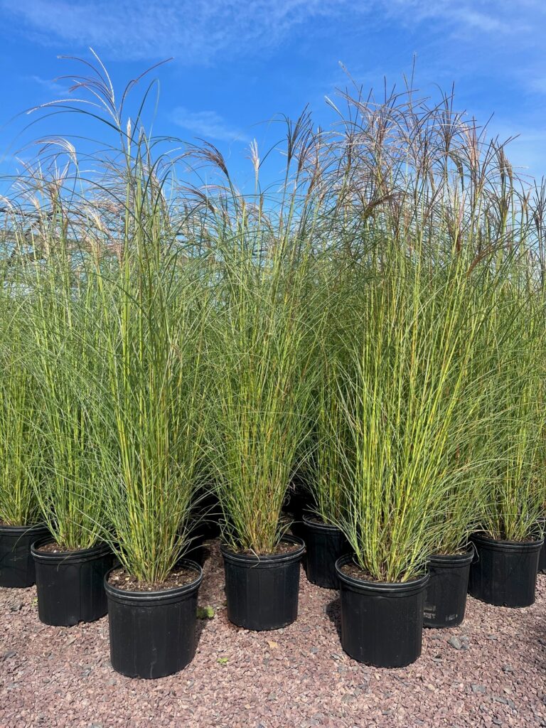 Miscanthus s. ‘Gracillimus’; Maiden Grass – Feeney's Wholesale Nursery