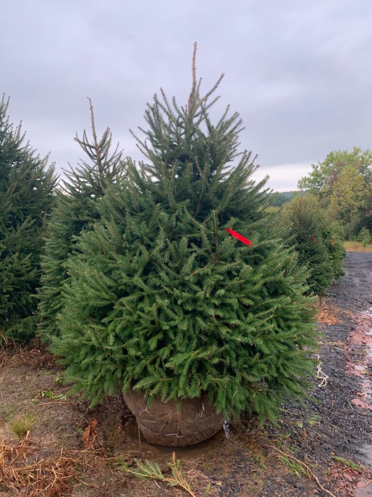 Picea abies; Norway Spruce – Feeney's Wholesale Nursery