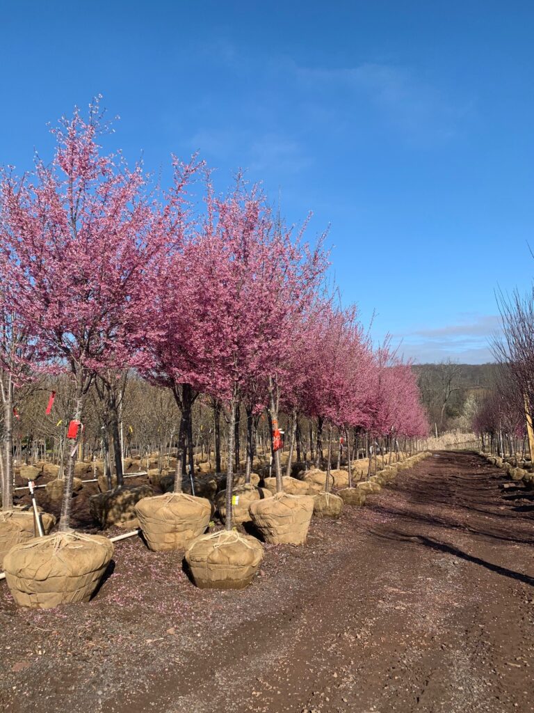 Prunus x ‘Okame’; Okame Cherry – Feeney's Wholesale Nursery