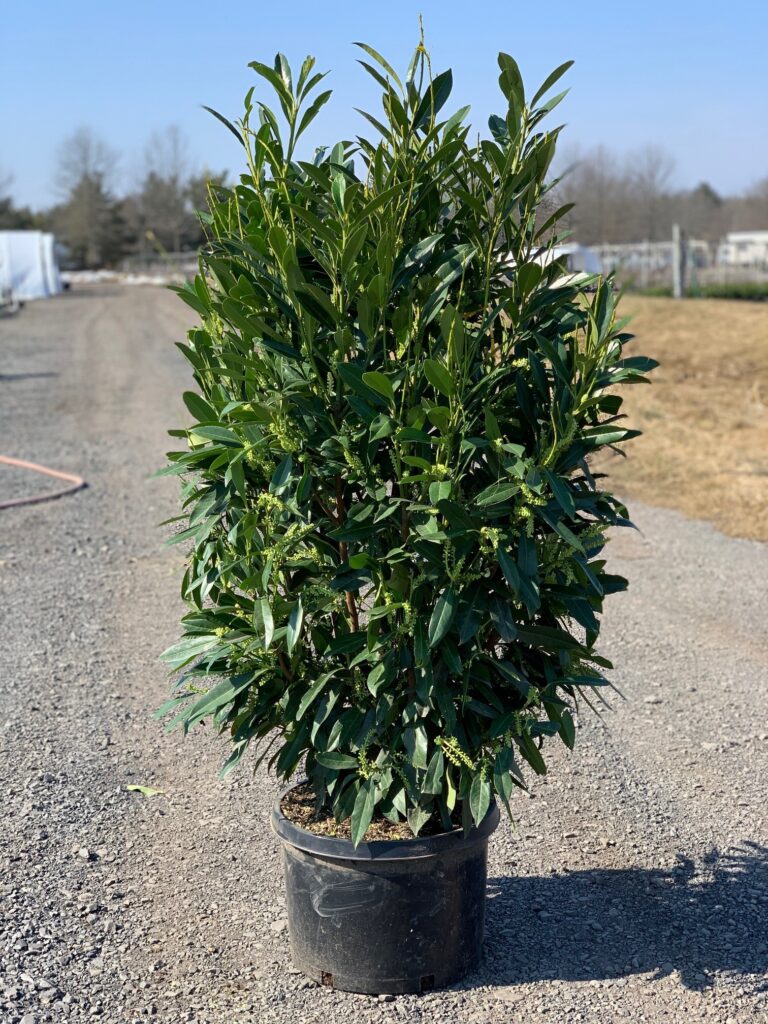 Prunus l. ‘Schipkaensis’; Schipkaensis Cherrylaurel – Feeney's ...