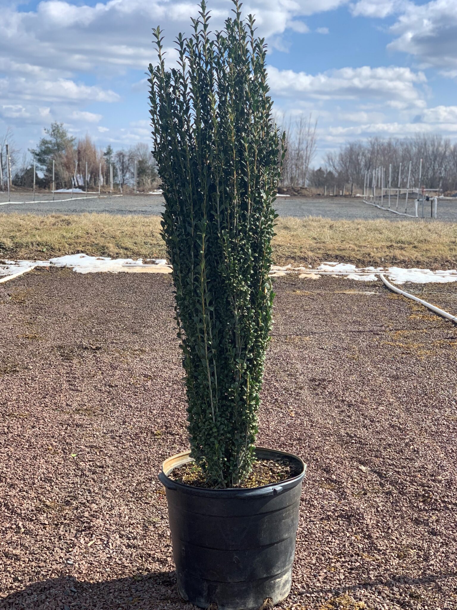 Ilex c. ‘Sky Pencil’; Sky Pencil Holly – Feeney's Wholesale Nursery