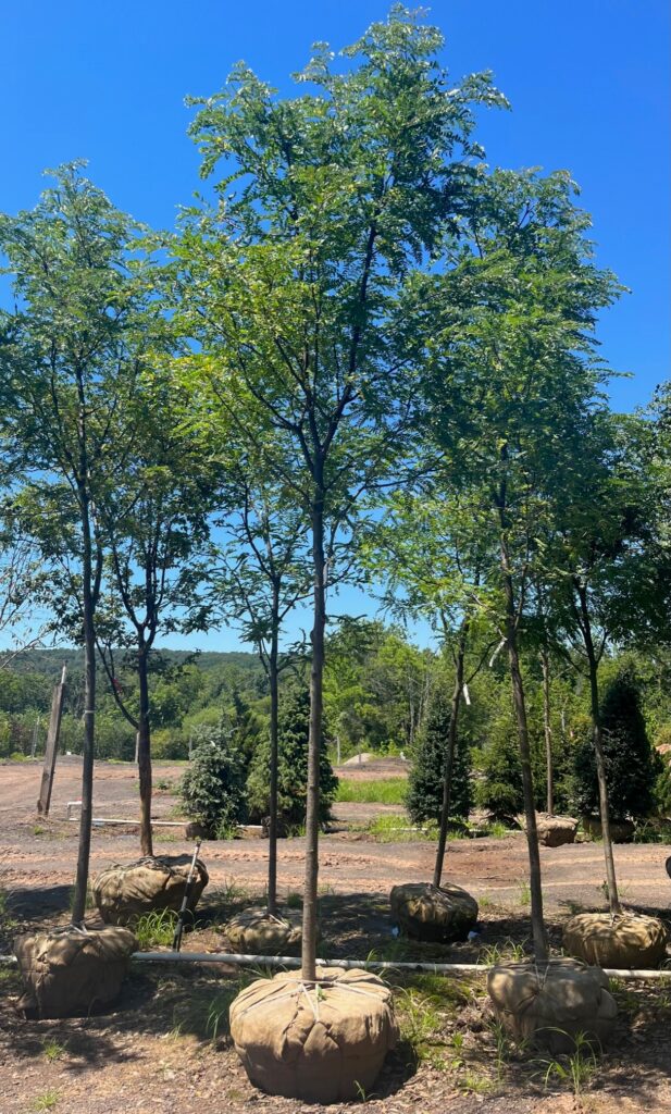 Gleditsia t. var inermis ‘Skyline’; Skyline Locust – Feeney's Wholesale ...