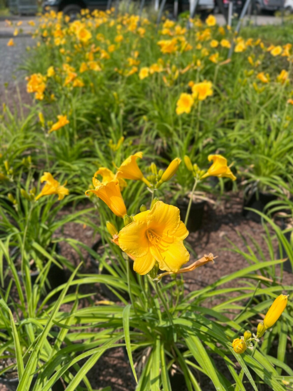 Hemerocallis ‘Stella d’Oro’; Stella d’Oro Daylily – Feeney's Wholesale ...
