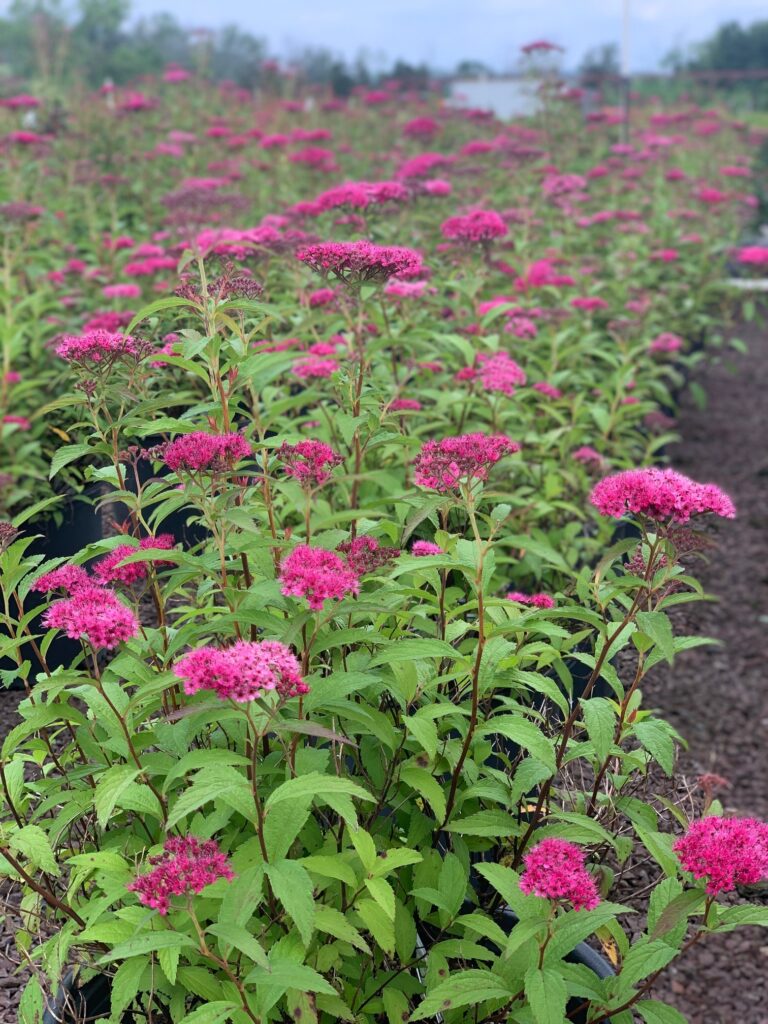 Spiraea x b. ‘Anthony Waterer’; Anthony Waterer Spirea – Feeney's ...