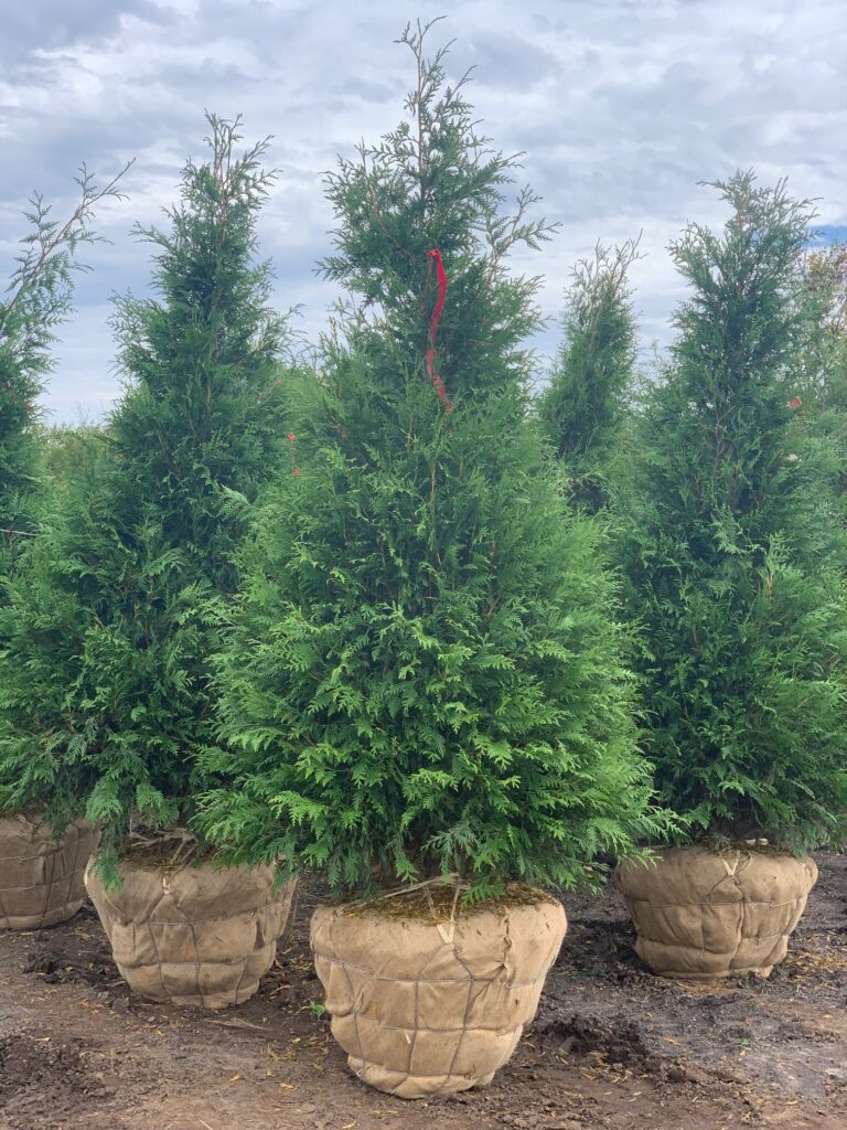 Thuja p. ‘Green Giant’; Green Giant Arborvitae – Feeney's Wholesale Nursery