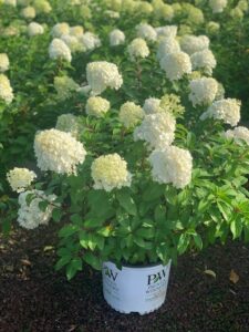 Hydrangea p. ‘Bobo’; Bobo Panicle Hydrangea – Feeney's Wholesale Nursery