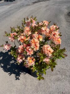 Azalea ‘Cannon’s Double’; Cannon’s Double Azalea – Feeney's Wholesale ...