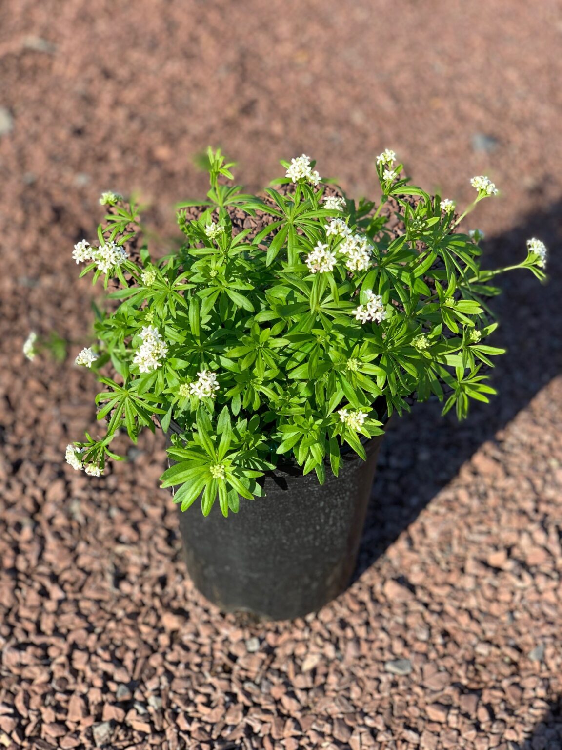 Galium odoratum; Sweet Woodruff – Feeney's Wholesale Nursery