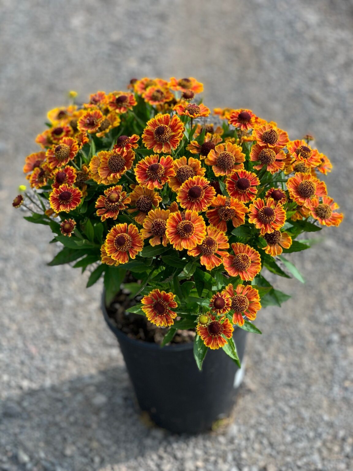 Helenium x ‘Mariachi Bandera’; Mariachi Bandera Sneezeweed – Feeney's ...