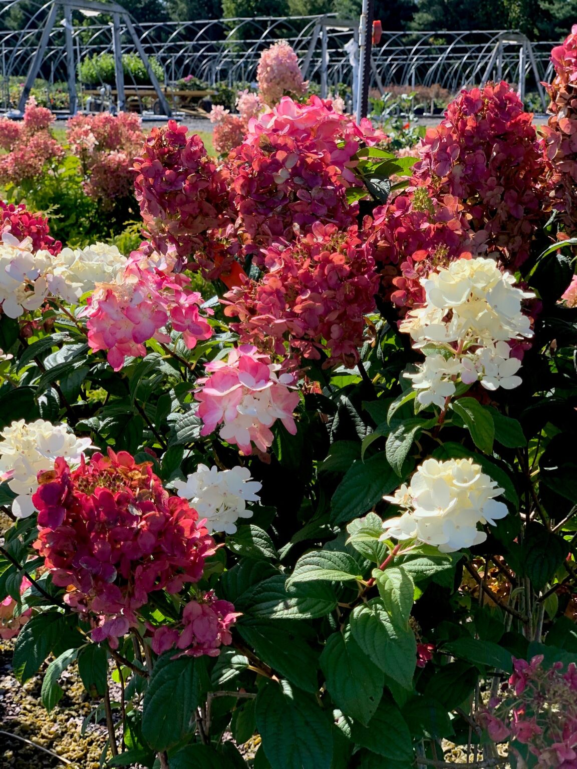 Hydrangea p. ‘Fire Light’; Fire Light Panicle Hydrangea – Feeney's ...