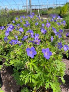 Geranium ‘Johnson’s Blue’; Johnson’s Blue Cranesbill – Feeney's ...