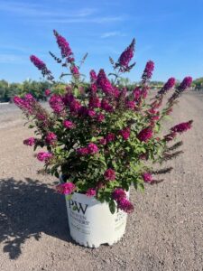 Buddleia d. ‘Miss Molly’; Miss Molly Butterfly Bush – Feeney's ...