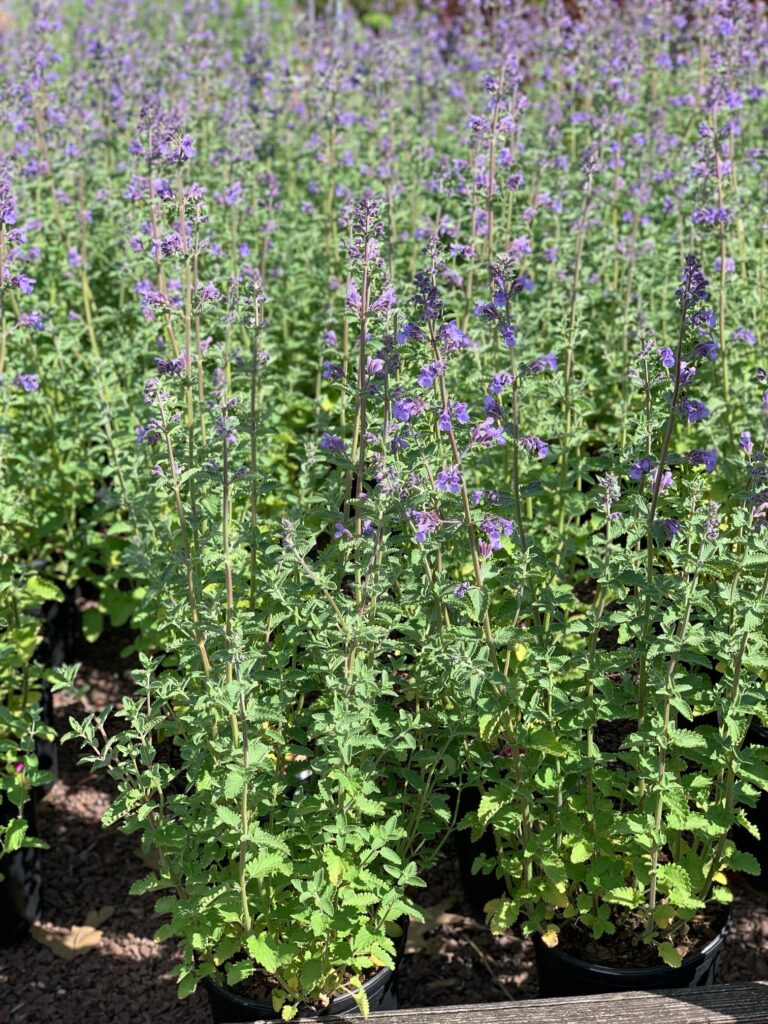 Nepeta r. ‘Walker’s Low’; Walker’s Low Catmint – Feeney's Wholesale Nursery