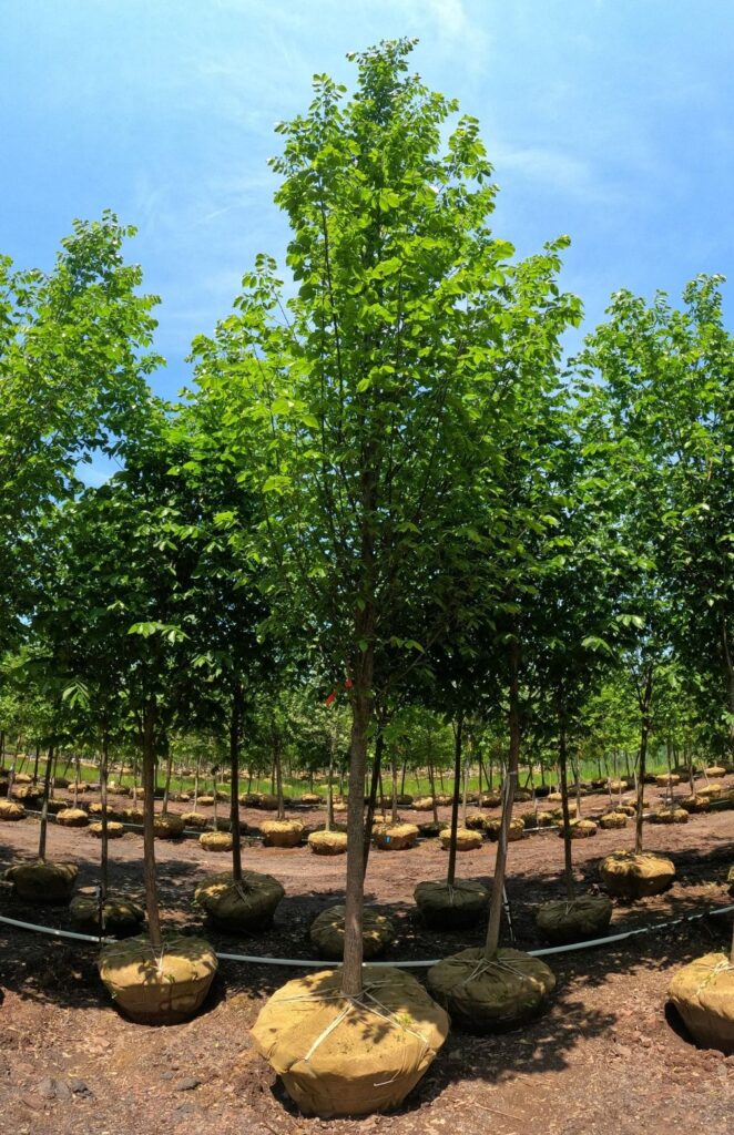 Ulmus a. ‘Princeton’; Princeton Elm – Feeney's Wholesale Nursery