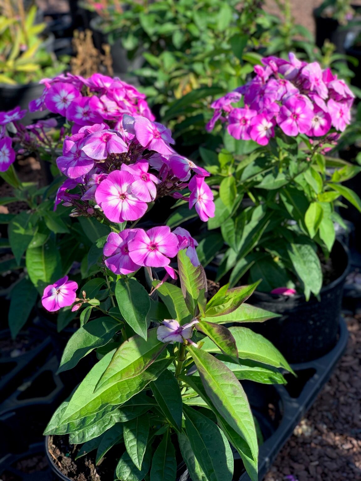 Phlox p. ‘Laura’; Laura Garden Phlox – Feeney's Wholesale Nursery