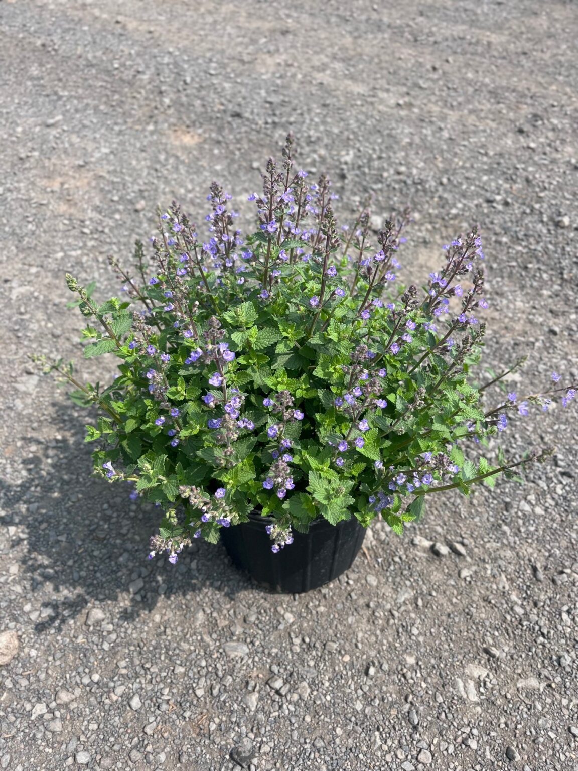 Nepeta x f. ‘Purrsian Blue’; Purrsian Blue Catmint – Feeney's Wholesale ...