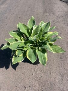 Hosta ‘Regal Splendor’; Regal Splendor Plantain Lily – Feeney's ...