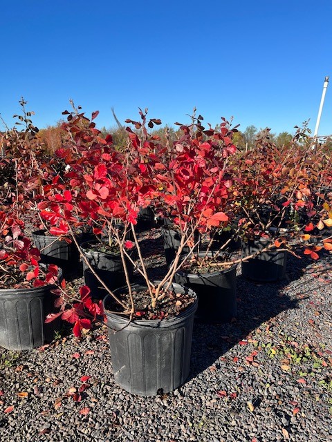 Rhus a. ‘Grow Low’; Grow Low Fragrant Sumac – Feeney's Wholesale Nursery