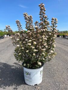 Physocarpus o. ‘Tiny Wine’; Tiny Wine Ninebark – Feeney's Wholesale Nursery