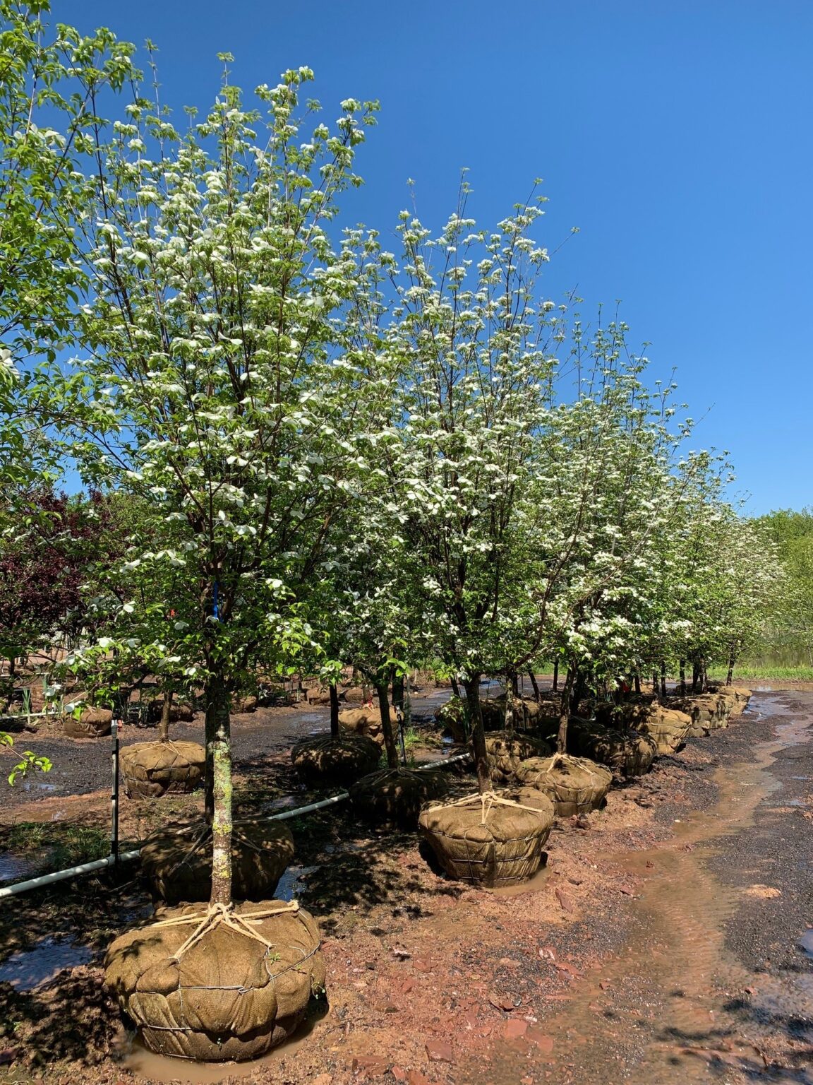 Cornus x ‘Rutcan’; Constellation Dogwood – Feeney's Wholesale Nursery