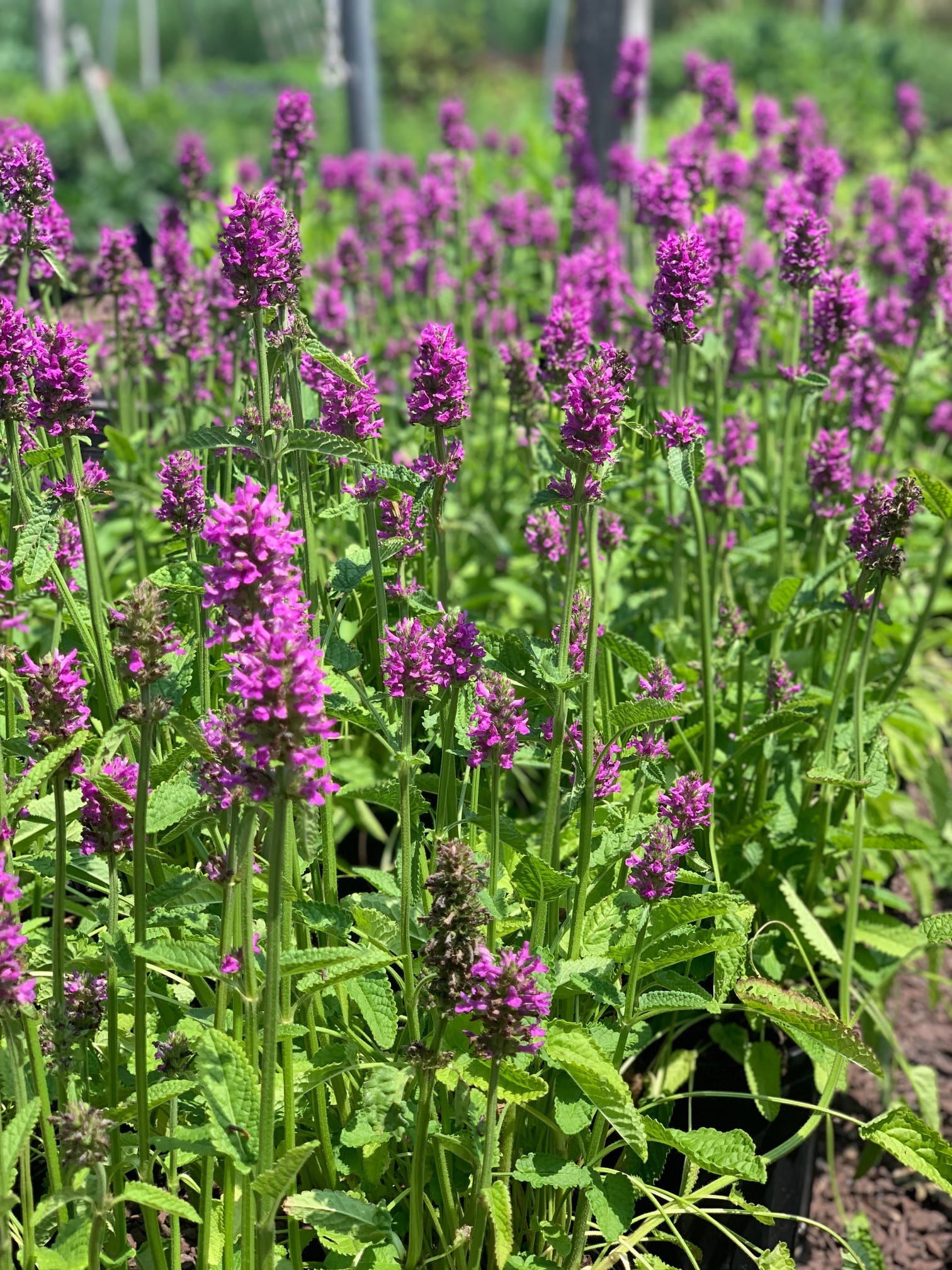 Stachys m. ‘Hummelo’; Hummelo Betony – Feeney's Wholesale Nursery