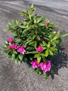Rhododendron ‘Roseum Pink.’; Roseum Pink Rhododendron – Feeney's ...