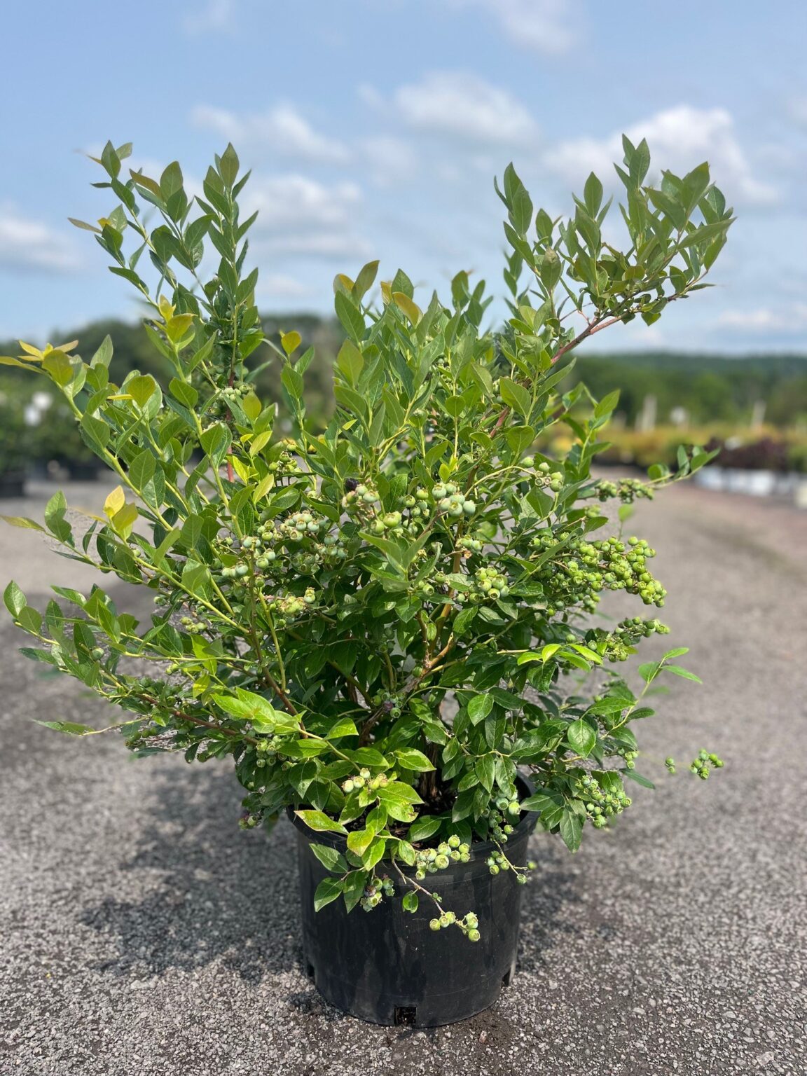 Vaccinium c. ‘Duke’; Duke Highbush Blueberry – Feeney's Wholesale Nursery