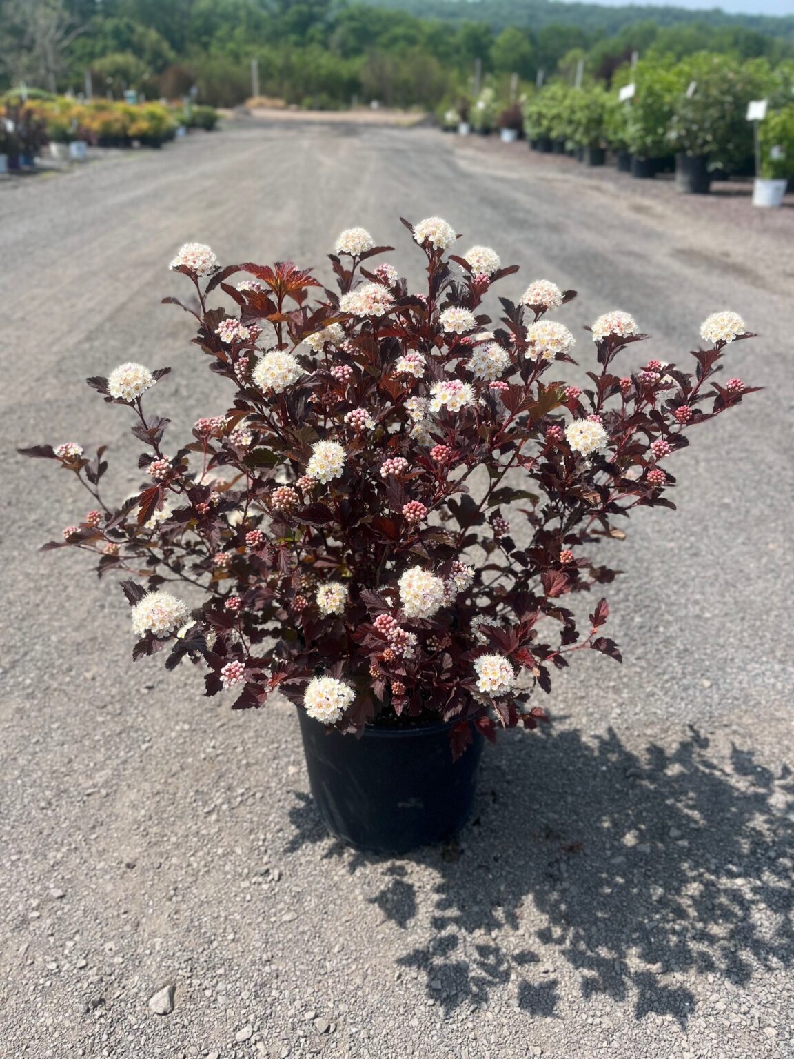 Physocarpus o. ‘Center Glow’; Center Glow Ninebark – Feeney's Wholesale ...