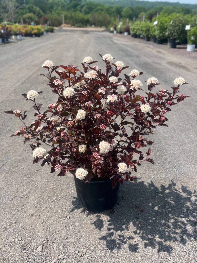 Physocarpus o. ‘Center Glow’; Center Glow Ninebark – Feeney's Wholesale ...