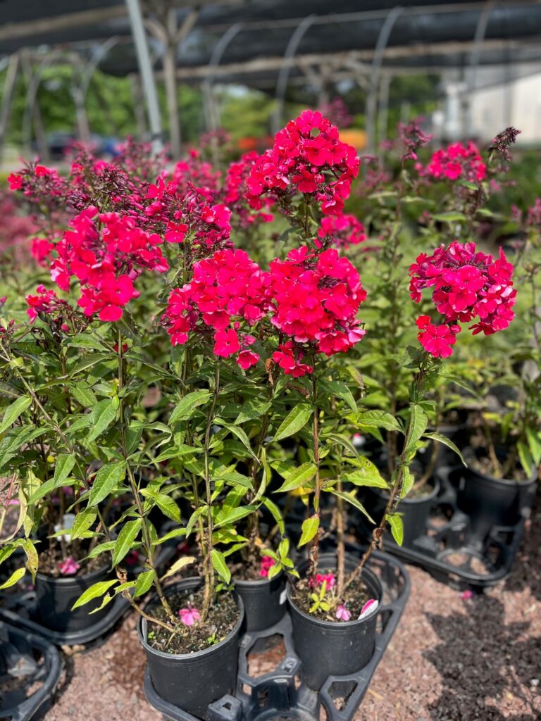 Phlox p. ‘Starfire’; Starfire Garden Phlox – Feeney's Wholesale Nursery