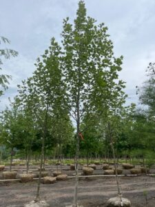Platanus x ‘Exclamation’; Exclamation Plane – Feeney's Wholesale Nursery