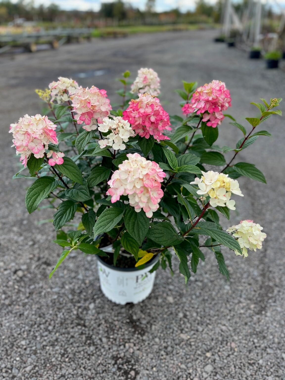 Hydrangea p. ‘Fire Light’; Fire Light Panicle Hydrangea – Feeney's ...